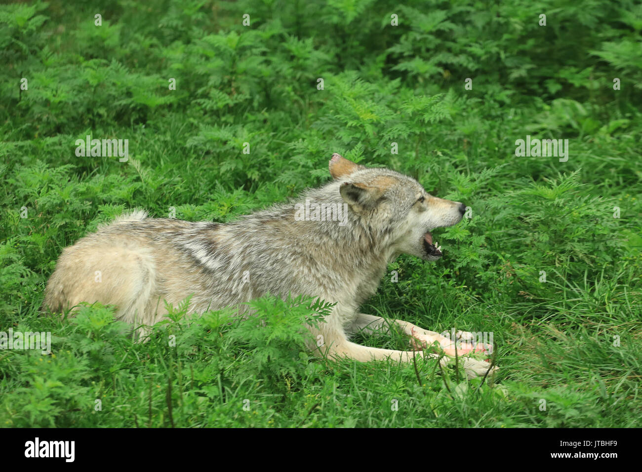 A Grey Wolf, Canis lupus, chewing on a bone Stock Photo - Alamy