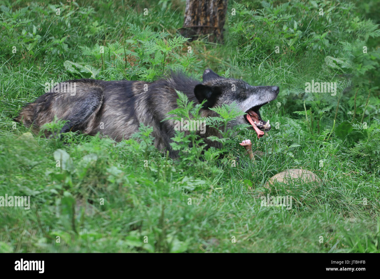 A Grey Wolf, Canis lupus, eating Stock Photo - Alamy