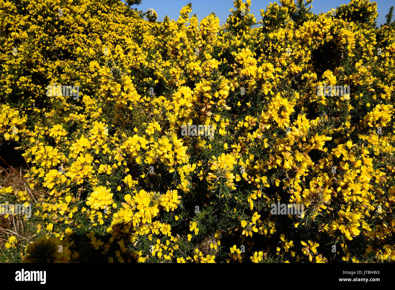 Gorse bushes on Dartmoor Stock Photo - Alamy