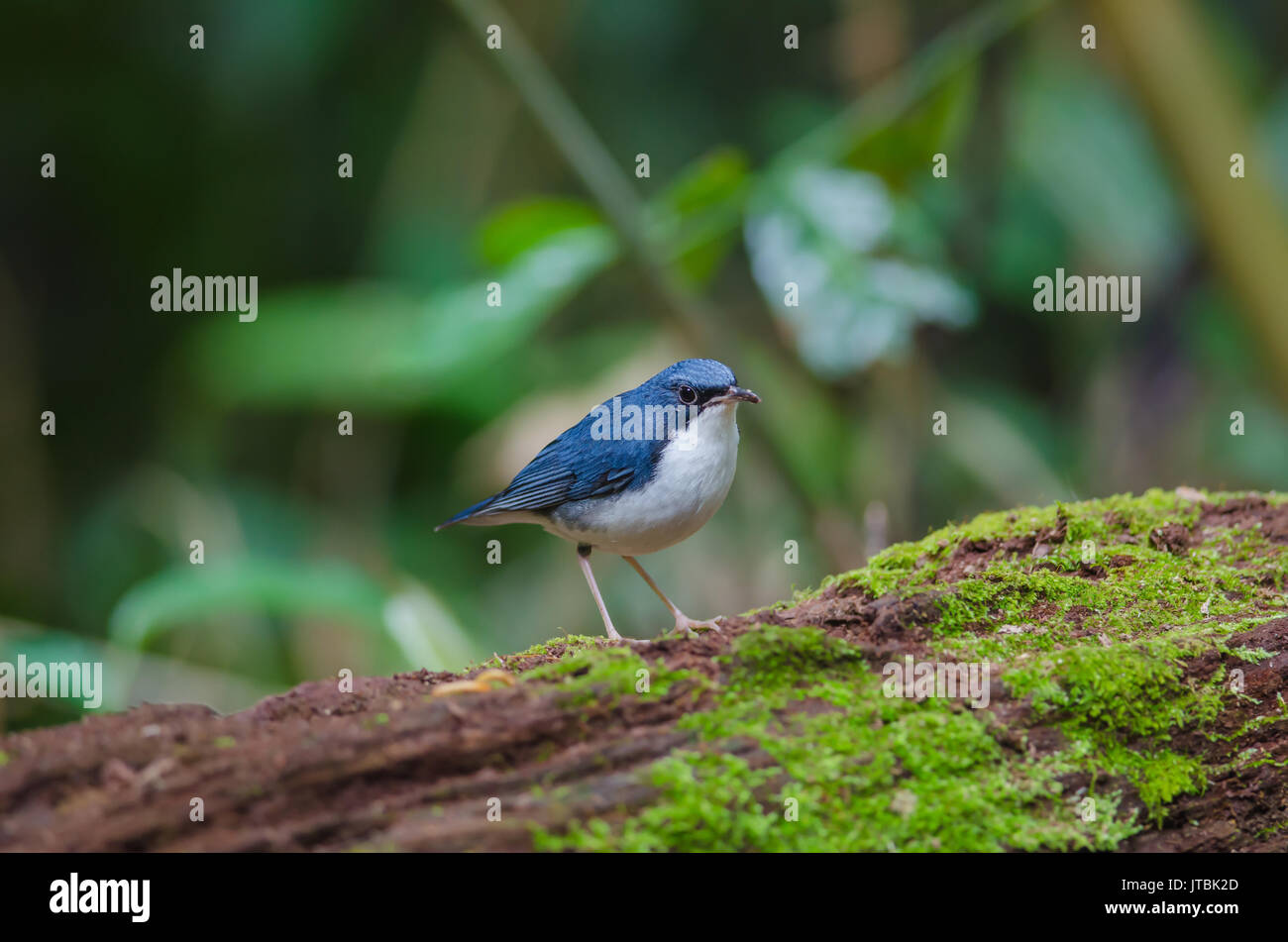 Siberian blue robin (Luscinia cyane) the beautiful blue bird standing ...