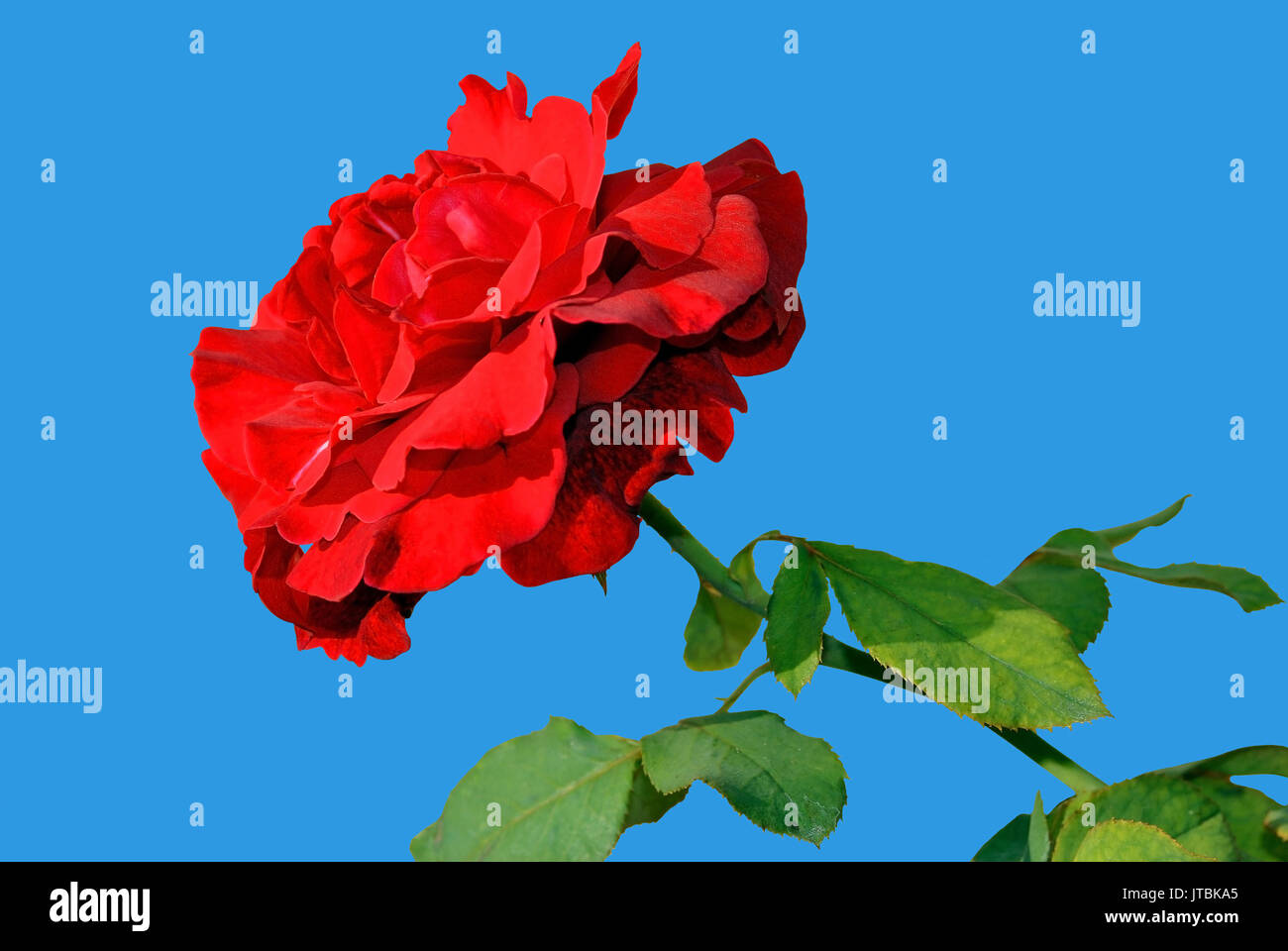 Don rosa hi-res stock photography and images - Alamy