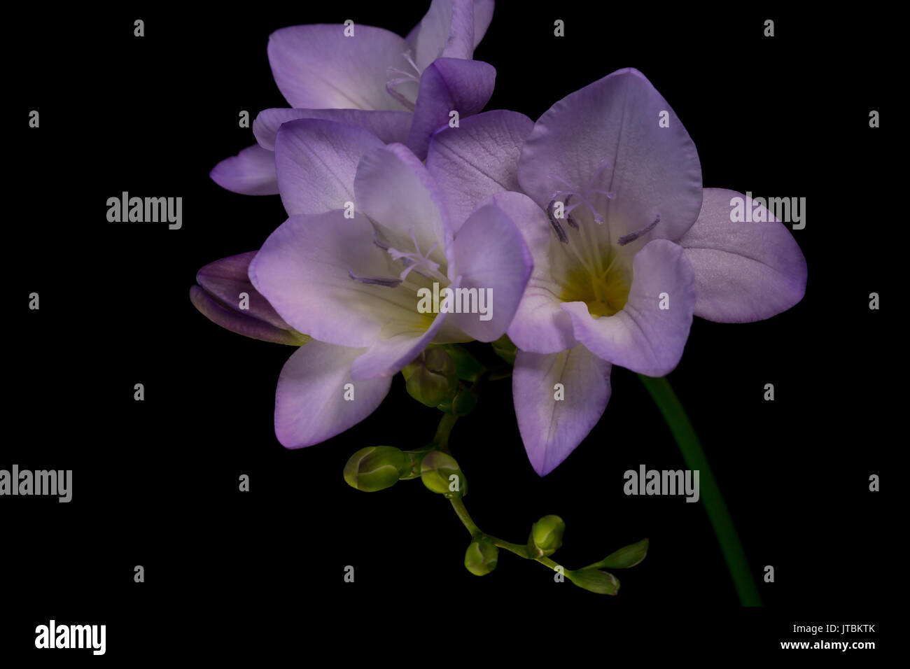 Lilac freesia hi-res stock photography and images - Alamy