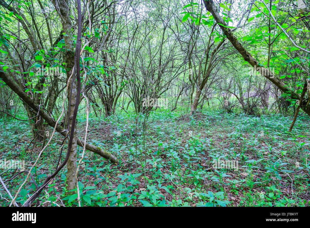 Lush ground cover in hi-res stock photography and images - Alamy