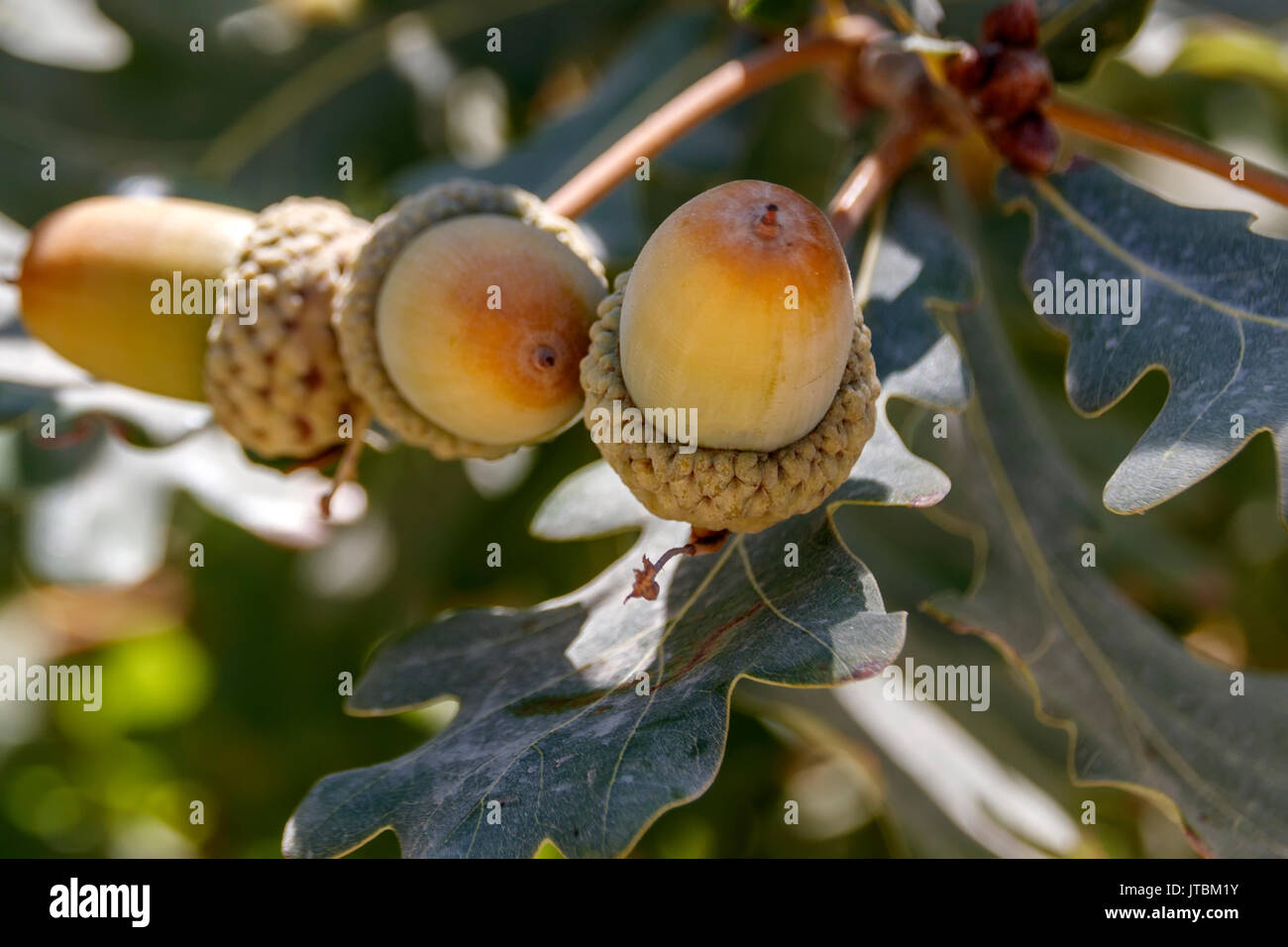 Botanical backgrounds hi-res stock photography and images - Alamy