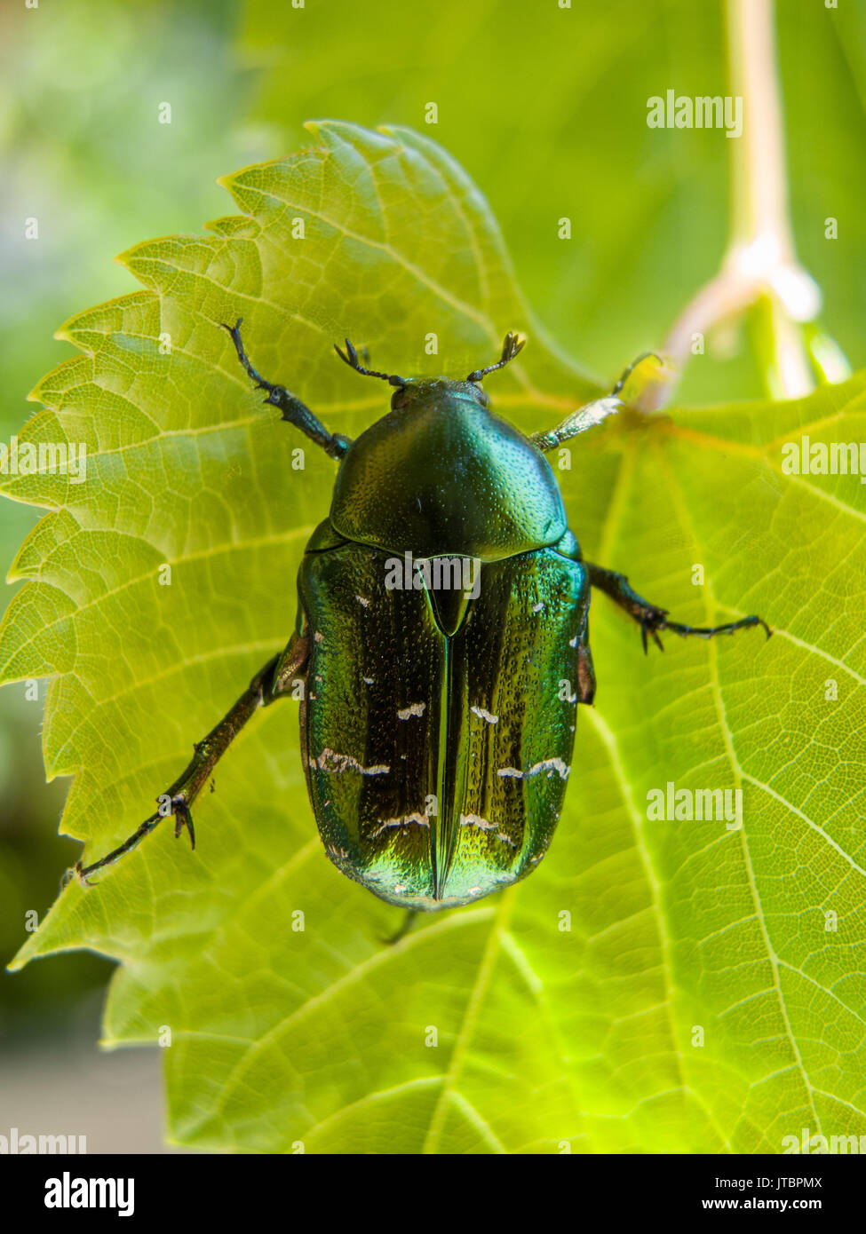 Green Rose Chafer Stock Photo - Alamy