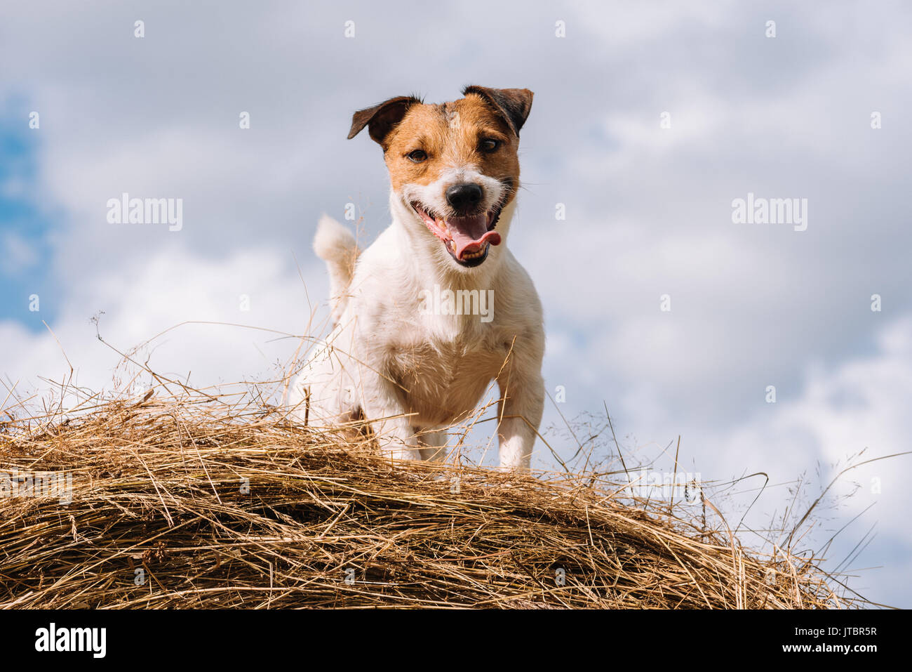 Top of haystack hi-res stock photography and images - Alamy