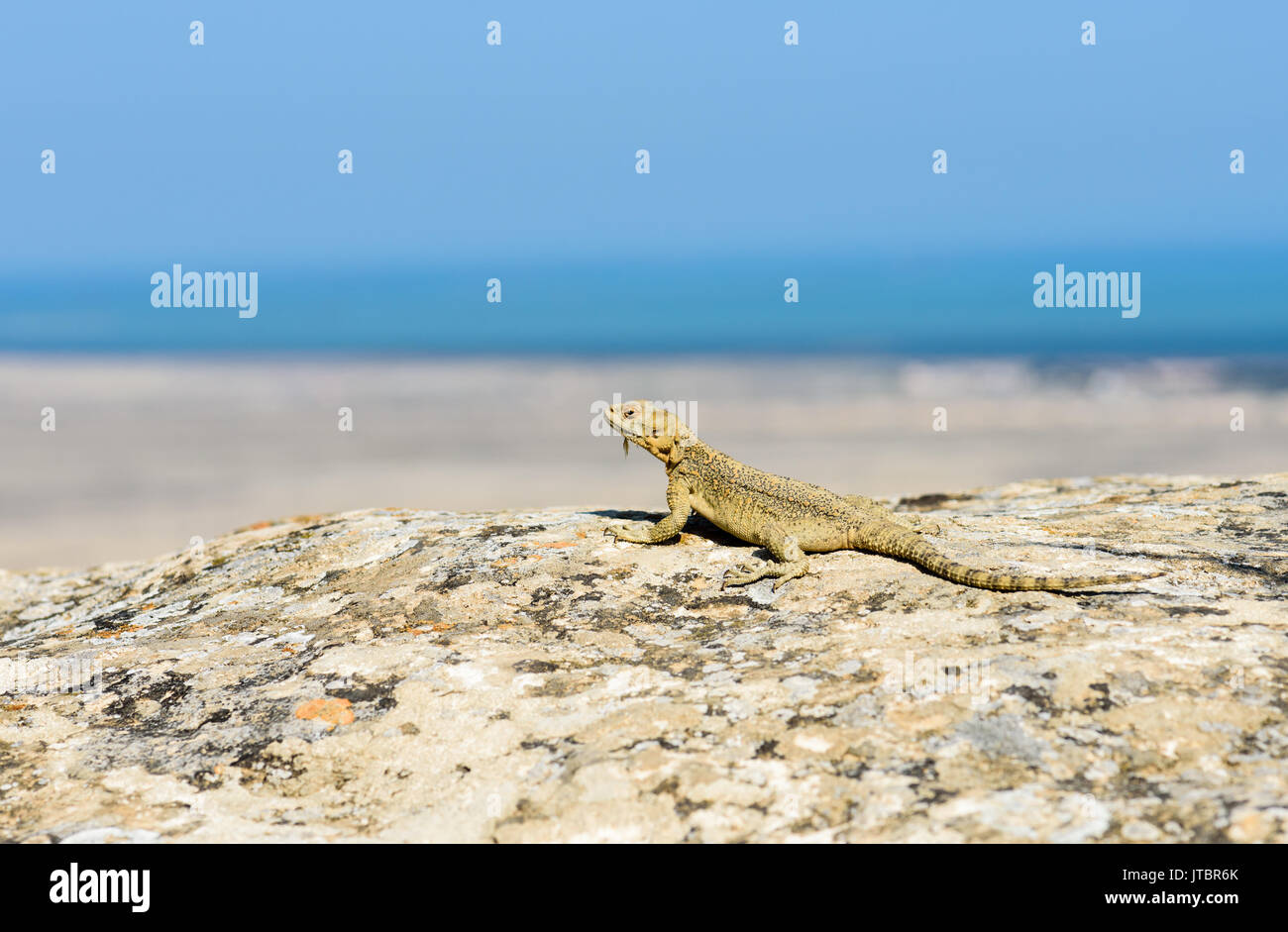Caucasian lizard hi-res stock photography and images - Alamy