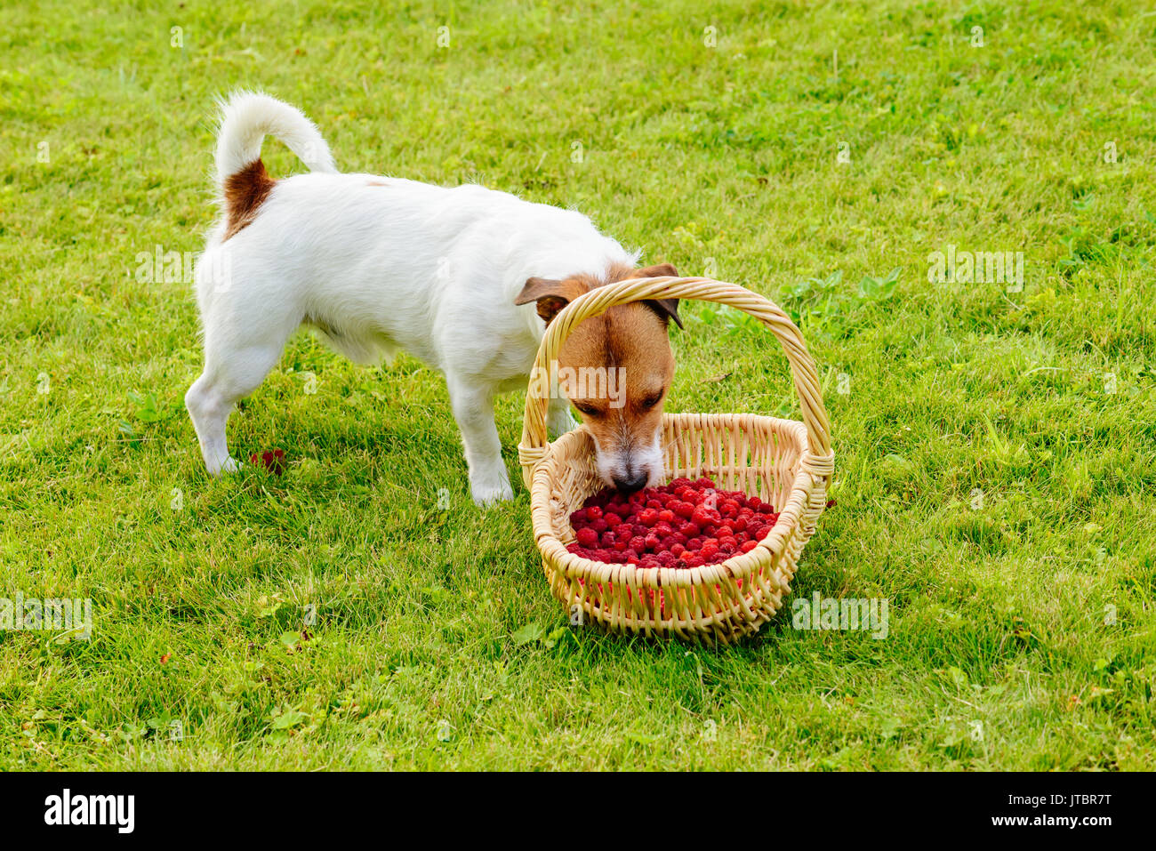 Dog eating hi-res stock photography and images - Alamy