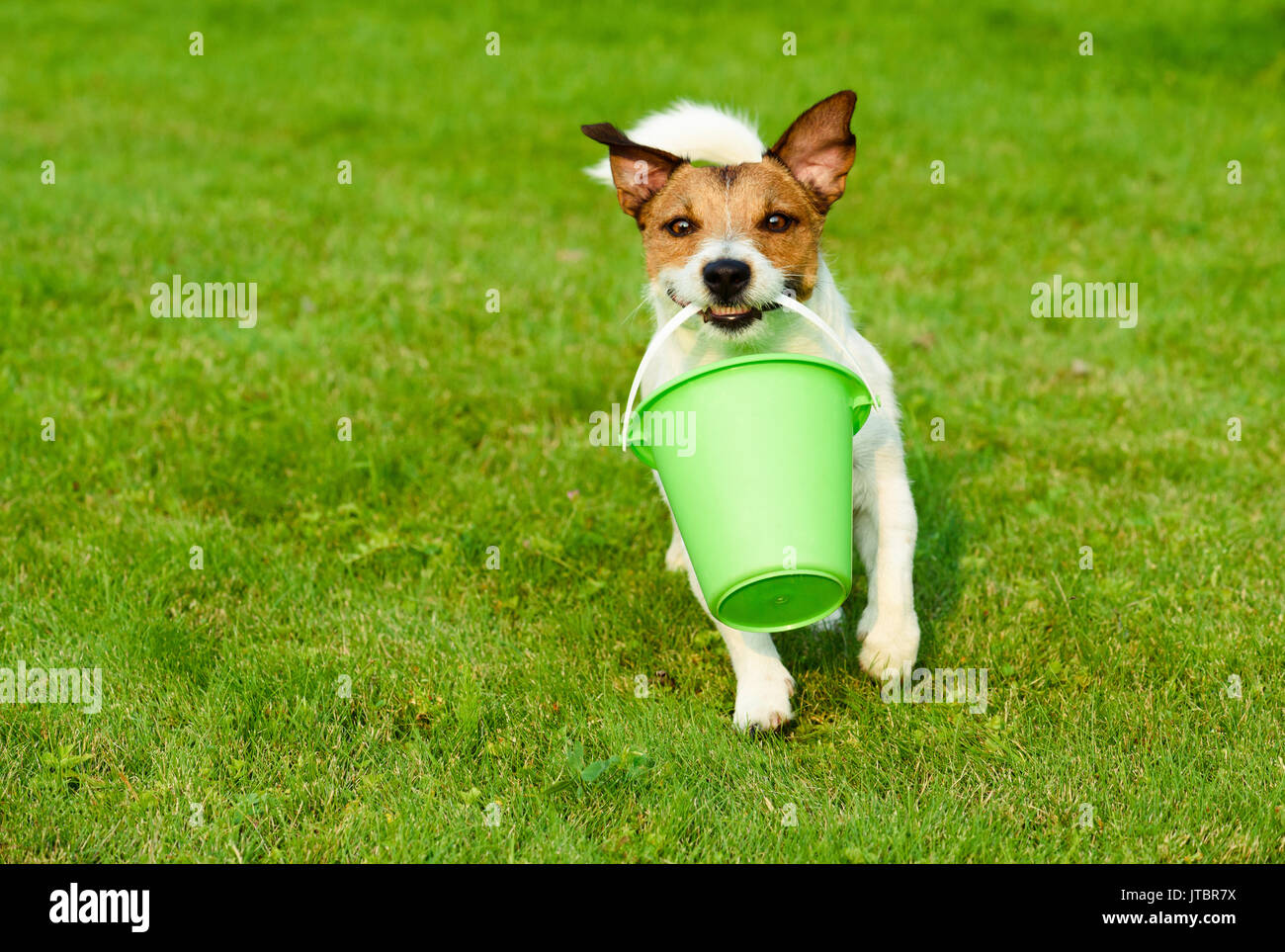 Dog fetching greenery bucket as gardener running on grass Stock Photo ...