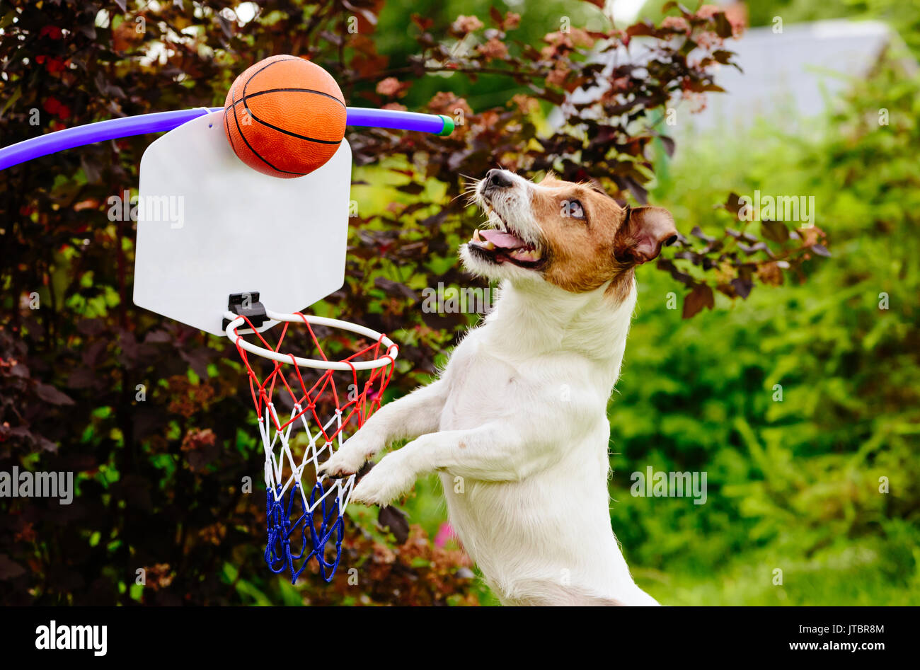Funny basketball hi-res stock photography and images - Alamy