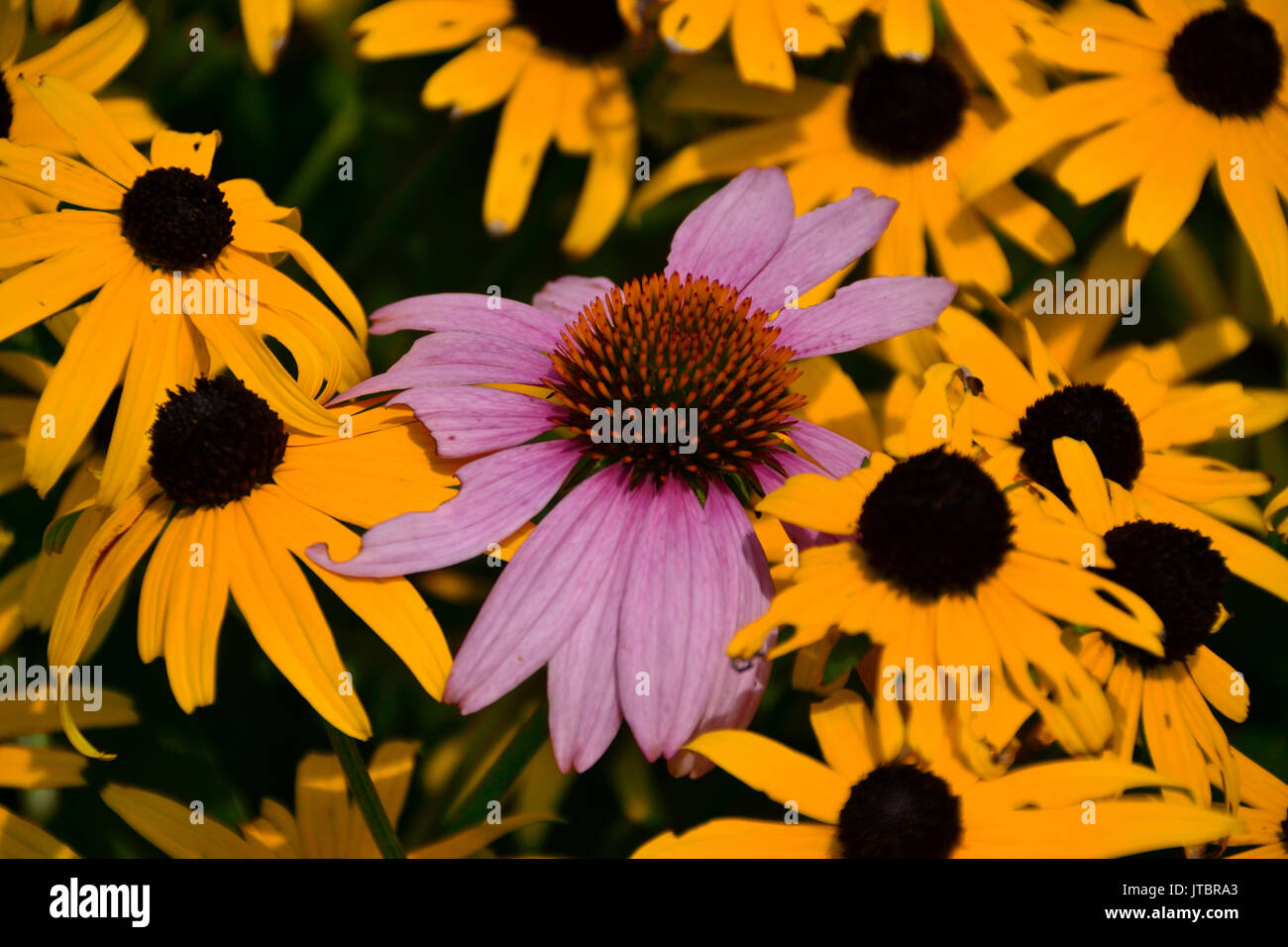 Roadside flower photo hi-res stock photography and images - Alamy