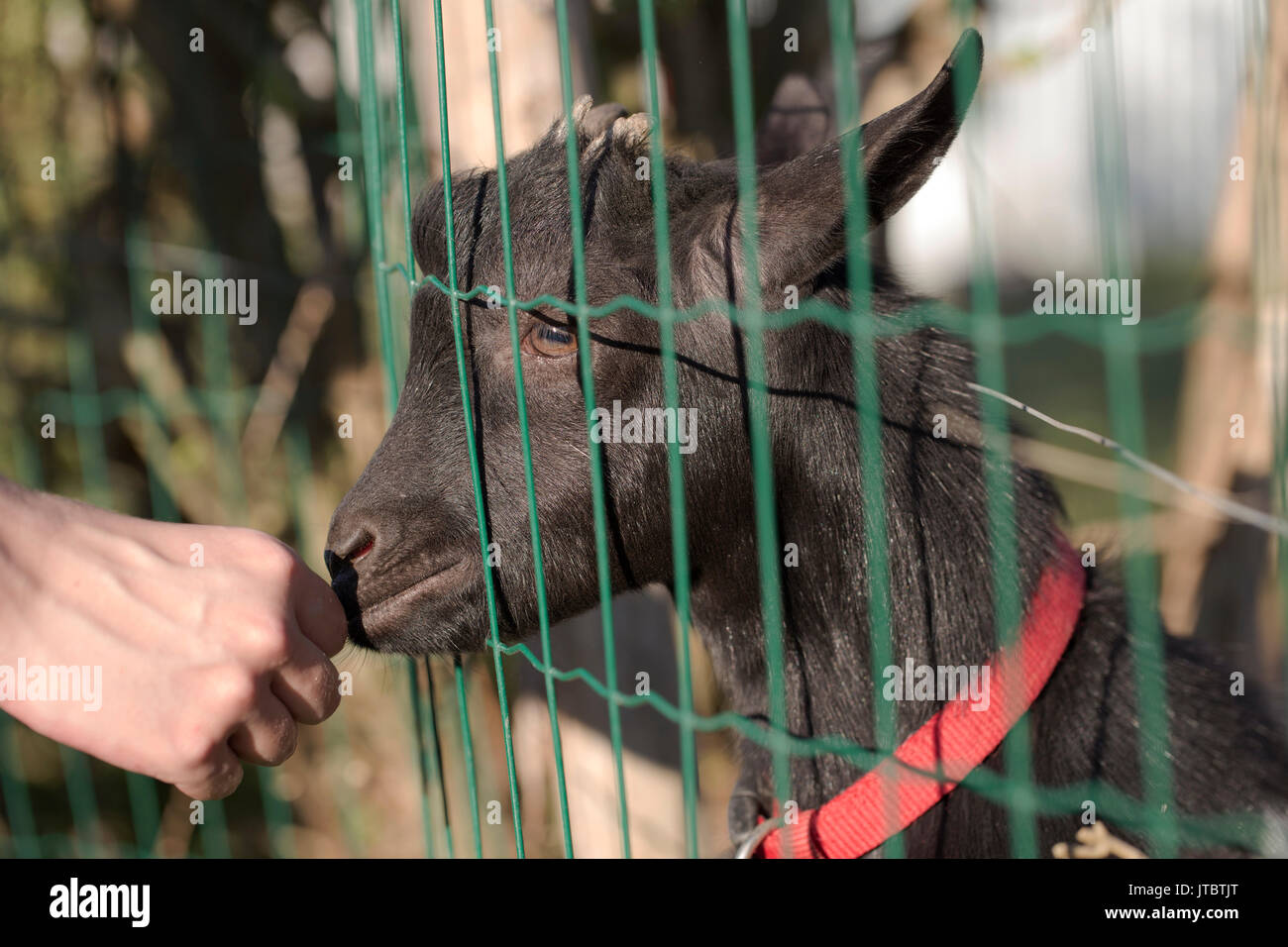 A baby goat has got three horns Stock Photo - Alamy