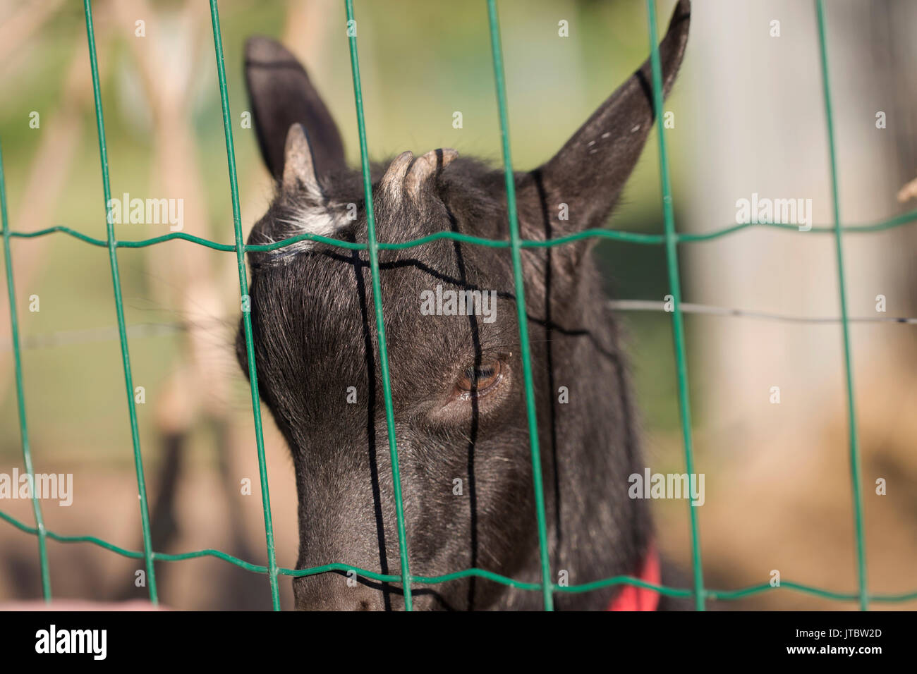 A baby goat has got three horns Stock Photo - Alamy