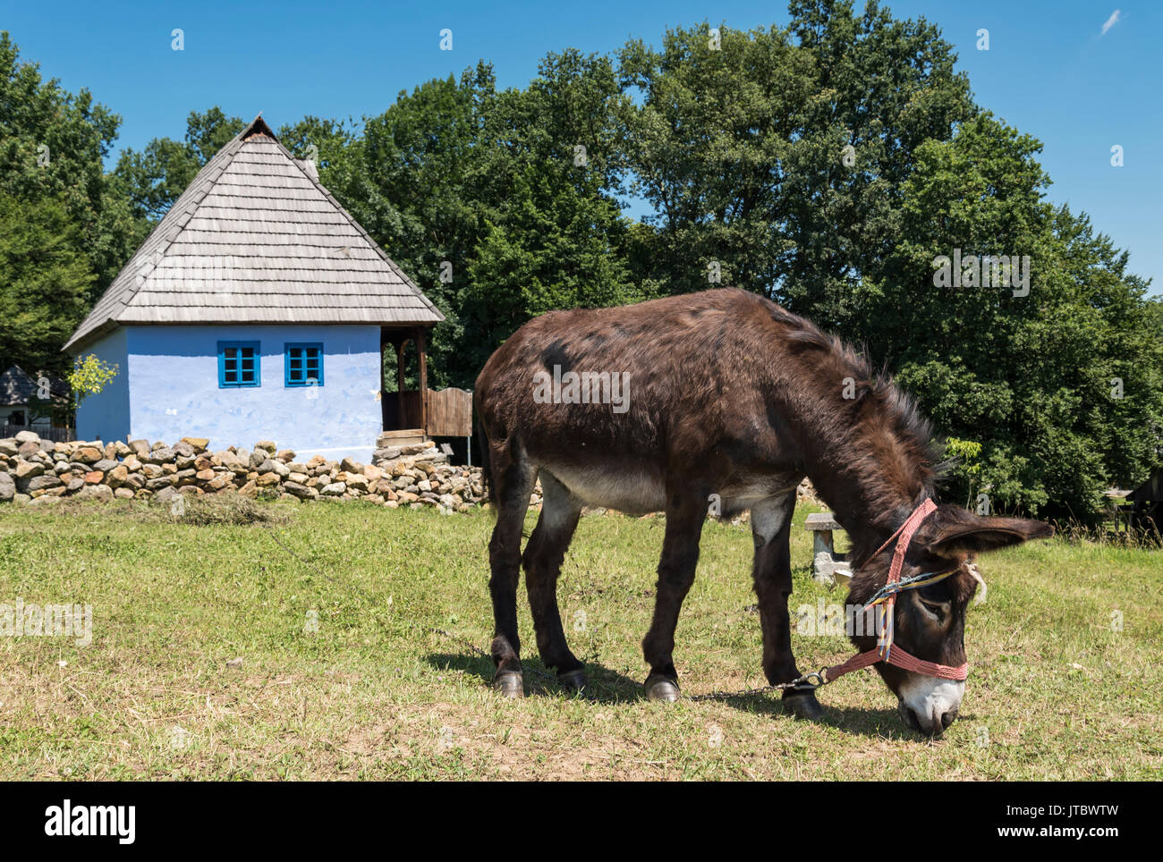 Donkey in the Astra Museum of Traditional Folk Civilization, Sibiu ...