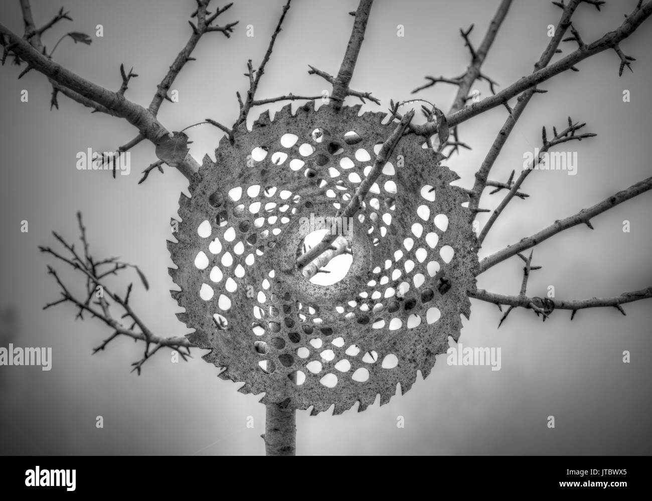 Circular disk hooked on a tree in the forest in black and white Stock ...