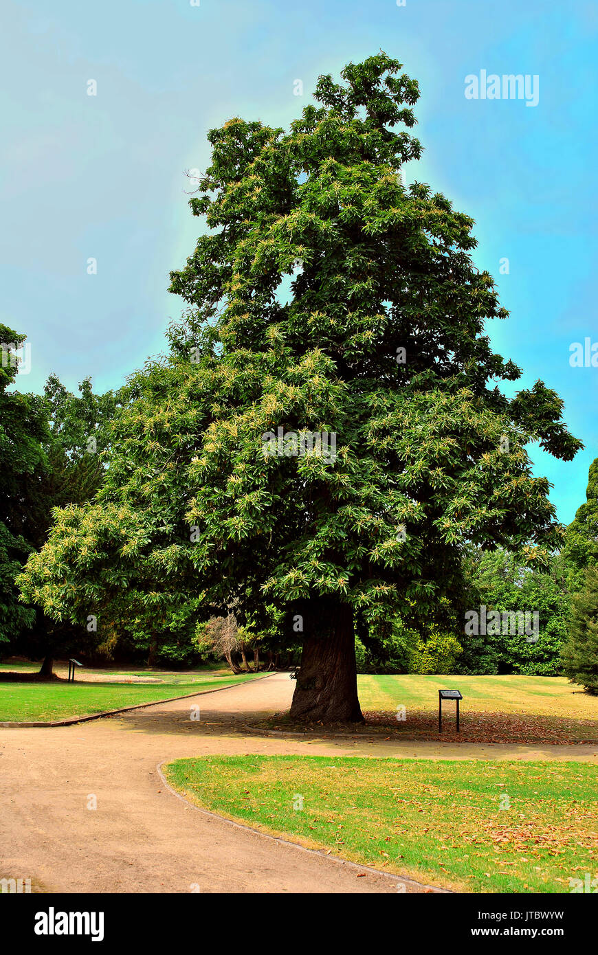 Castanea sativa tree garden hi-res stock photography and images - Alamy