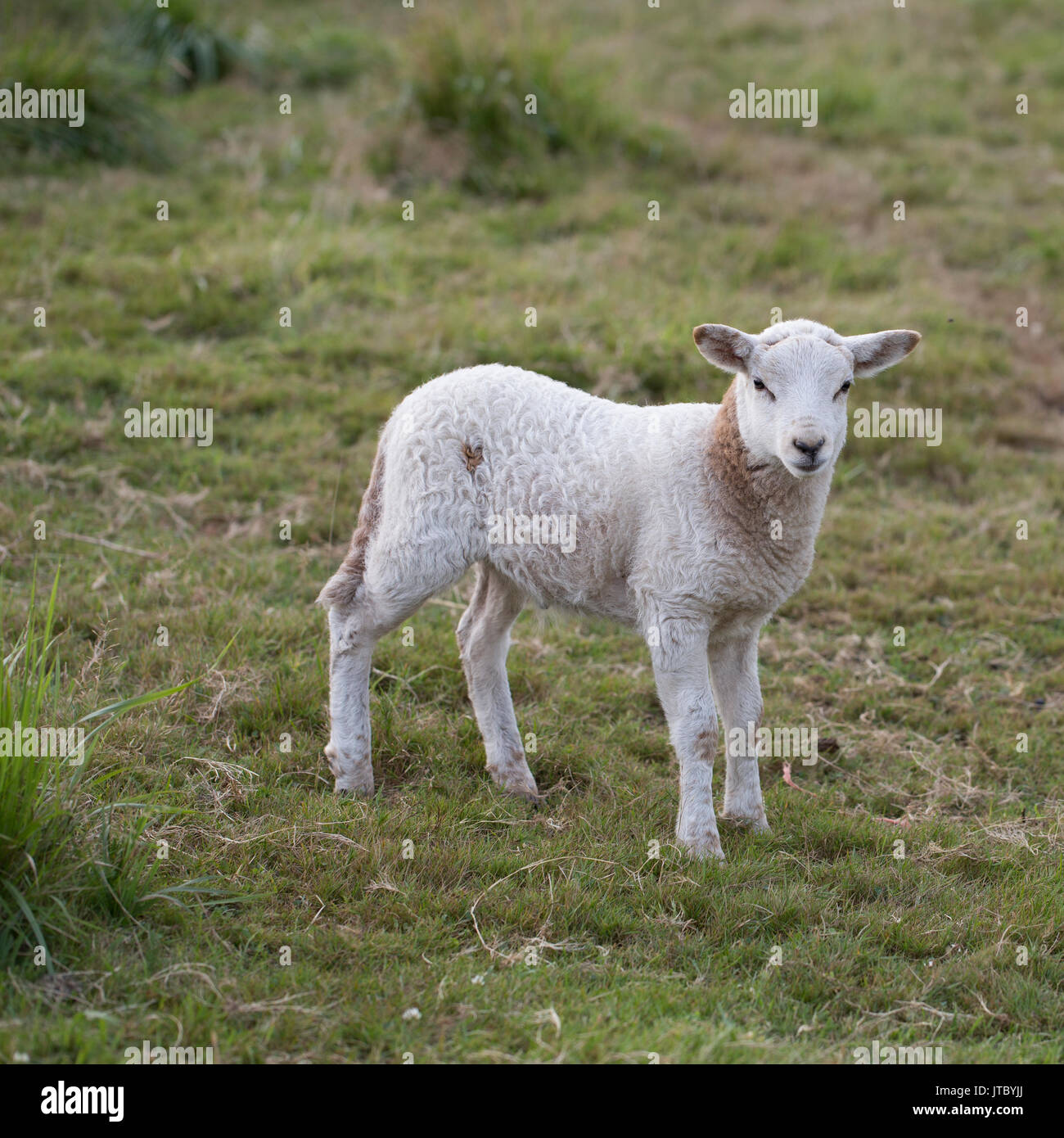 Family lamb hi-res stock photography and images - Alamy