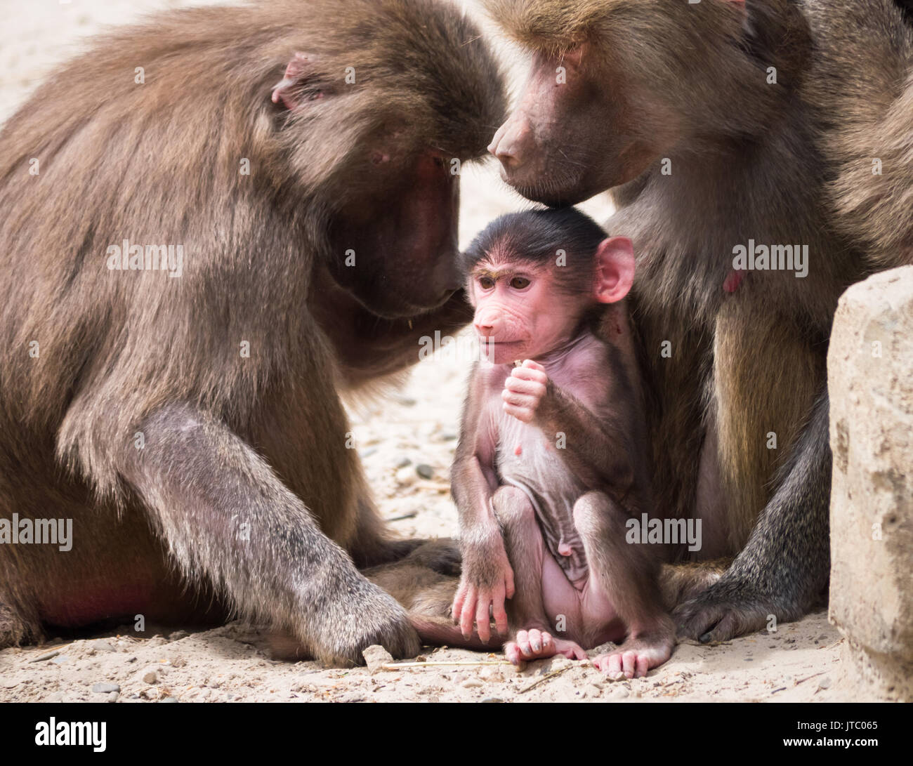 Two female hamadryas baboons surround a small baby baboon Stock Photo ...