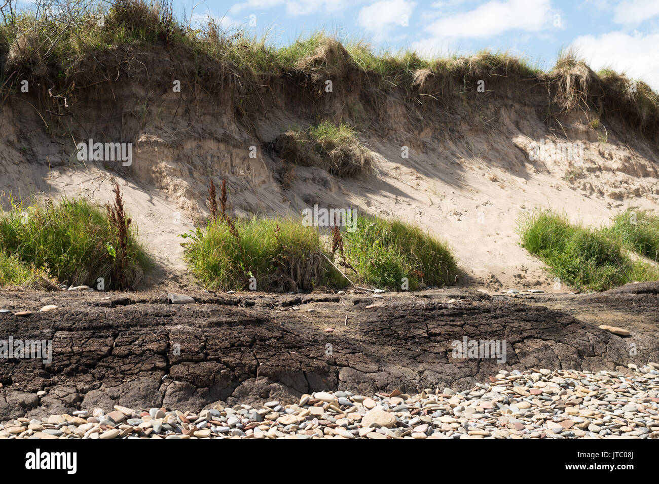 Peat bed from an ancient forest revealed on the beach south of Amble ...