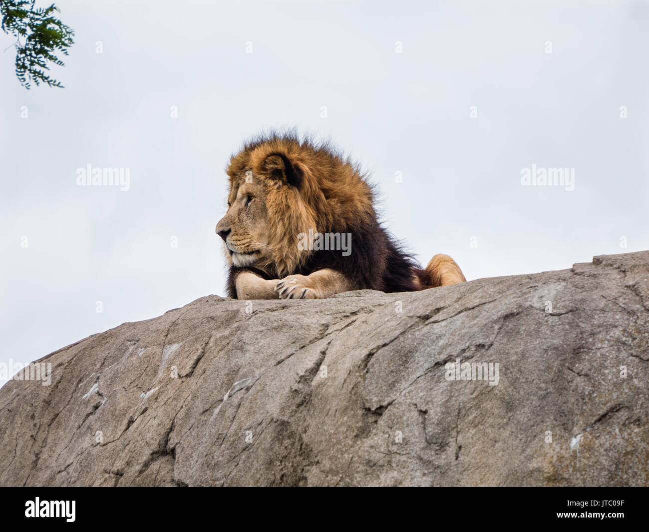 Proud lion hi-res stock photography and images - Alamy