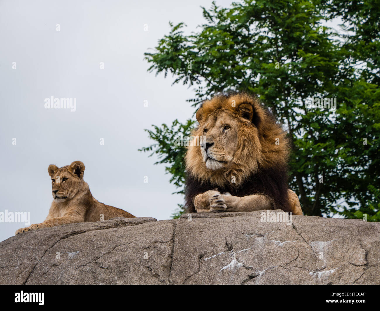 Proud lion and lioness lie on top of a rock Stock Photo - Alamy