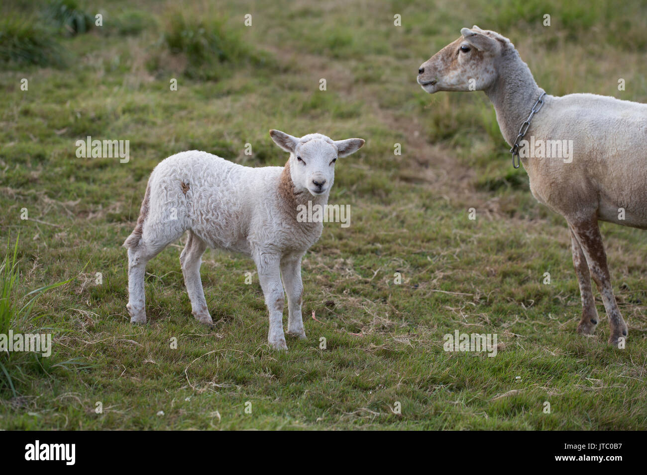 Family lamb hi-res stock photography and images - Alamy