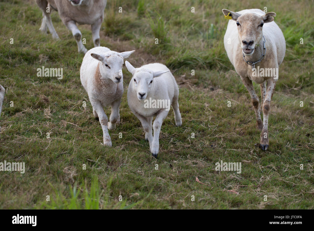 Sheep and lambs Stock Photo - Alamy