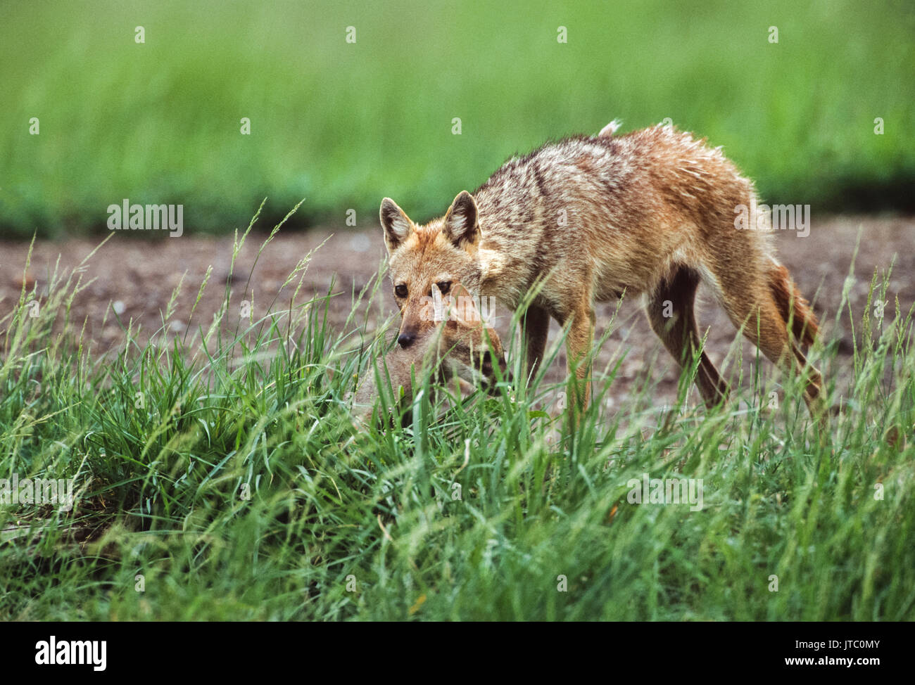 Male himilayan jackal with cub hi-res stock photography and images - Alamy