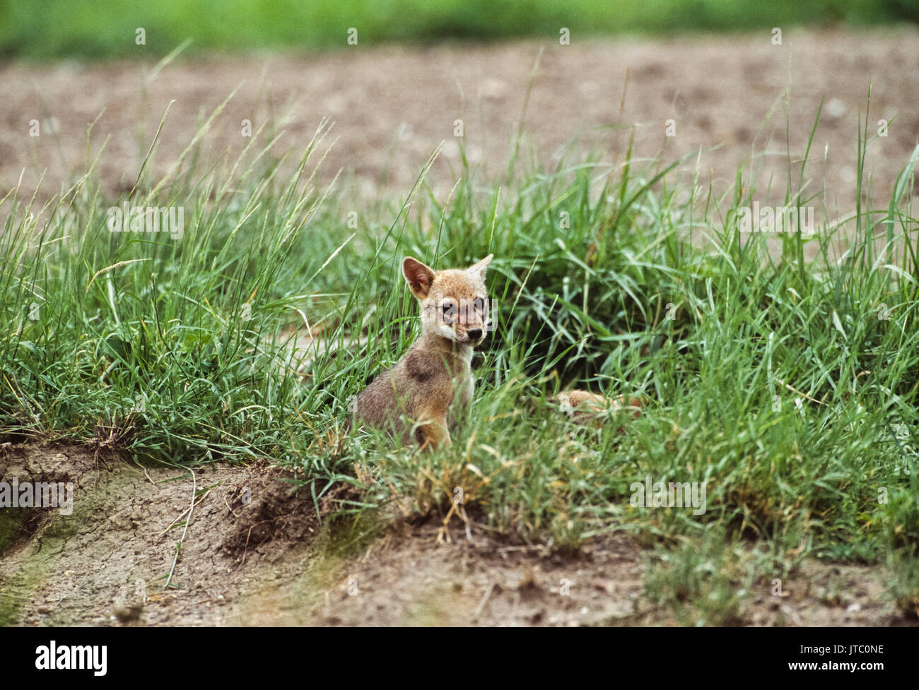 Indian jackal cub hi-res stock photography and images - Alamy