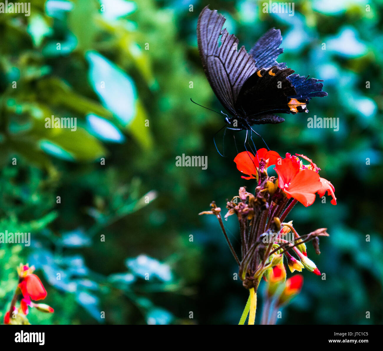 A beautiful black butterfly flying on a cold morning Stock Photo - Alamy