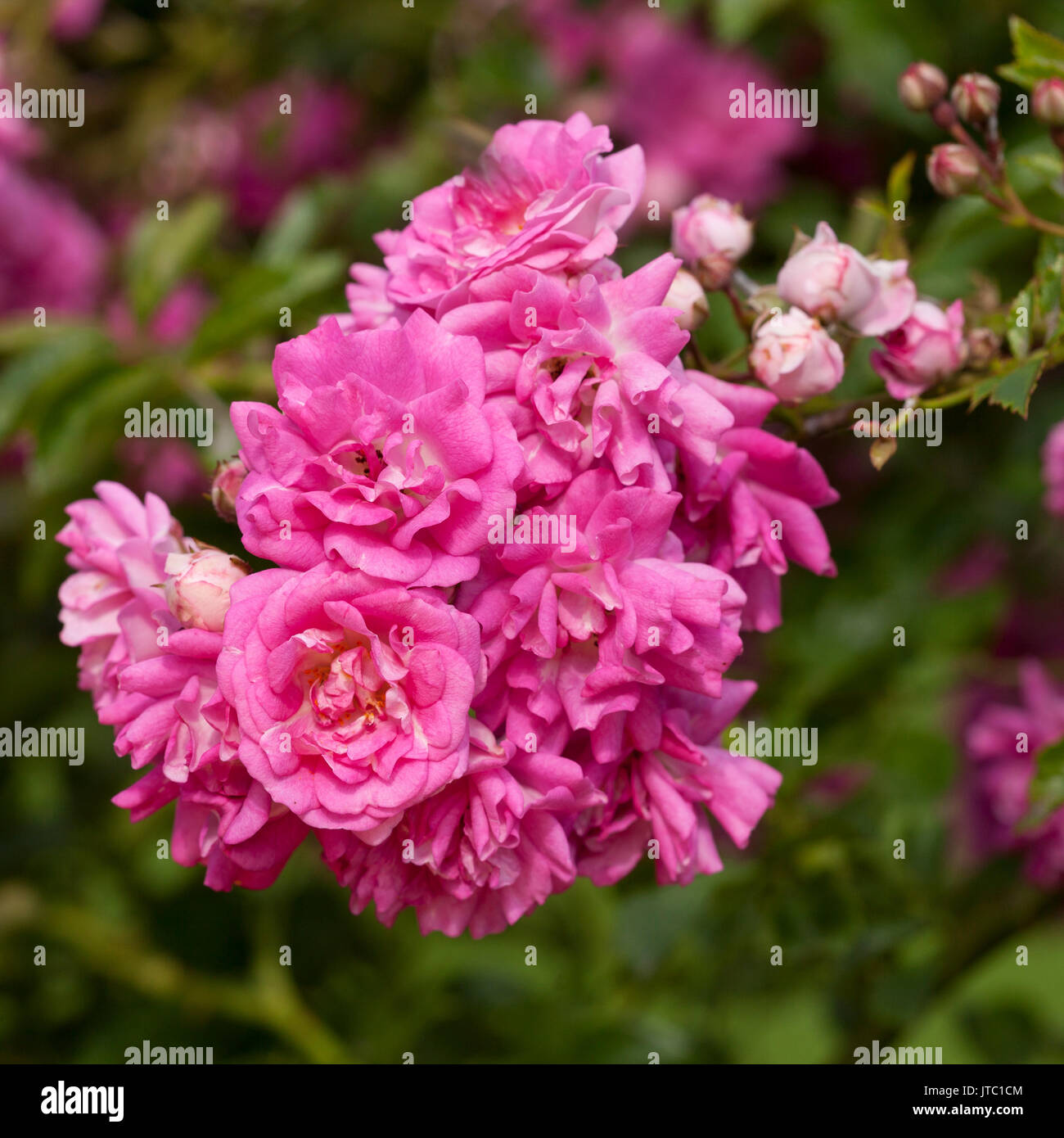 Rosebush flower hi-res stock photography and images - Alamy