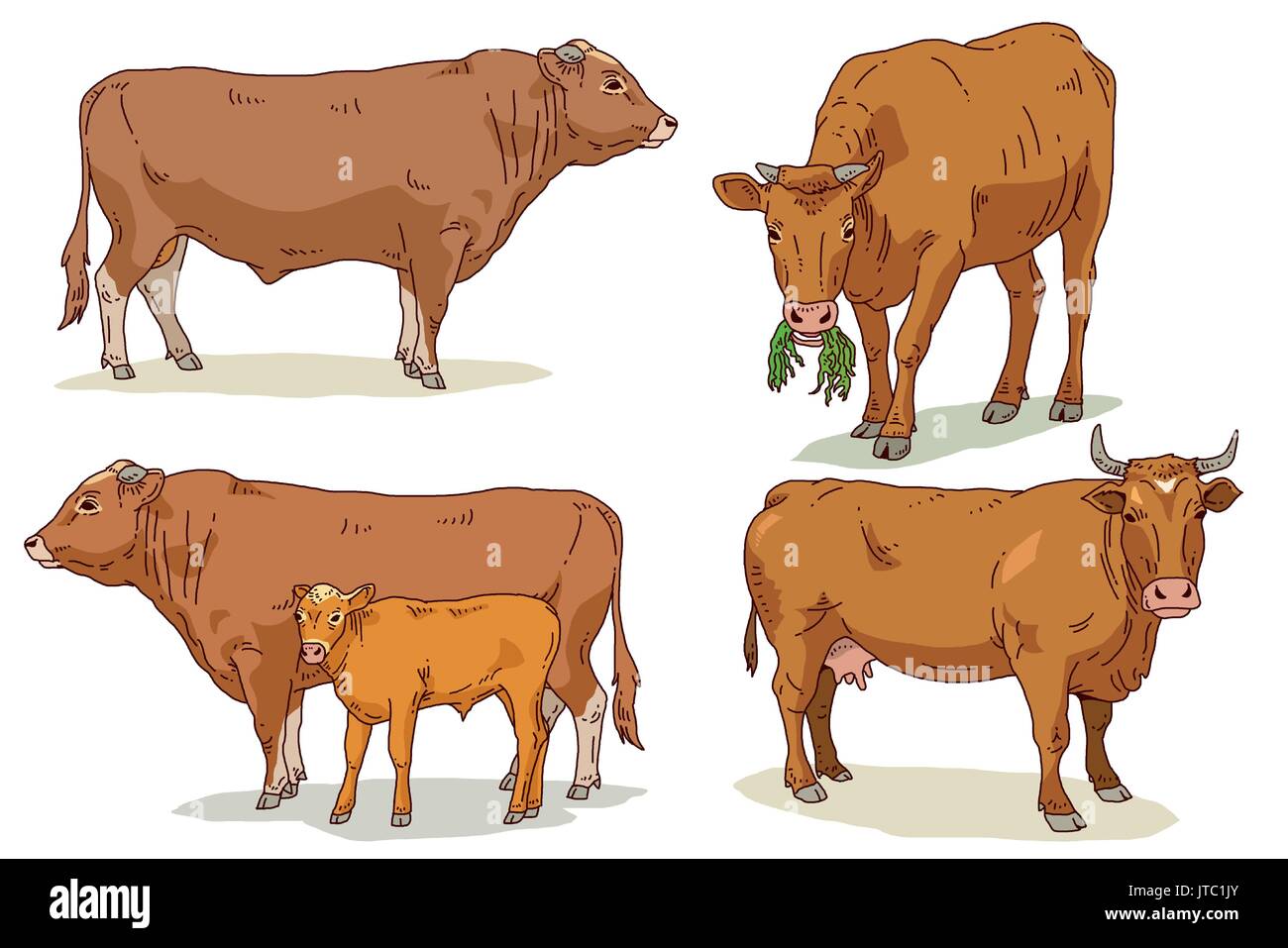 Beef cattle Stock Vector Images - Alamy