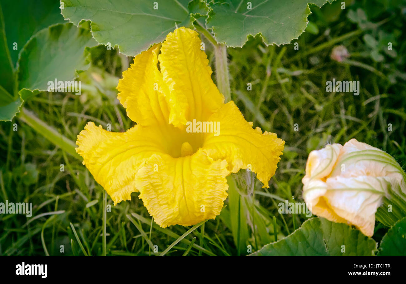 Pumpkin flower in the field Stock Photo - Alamy