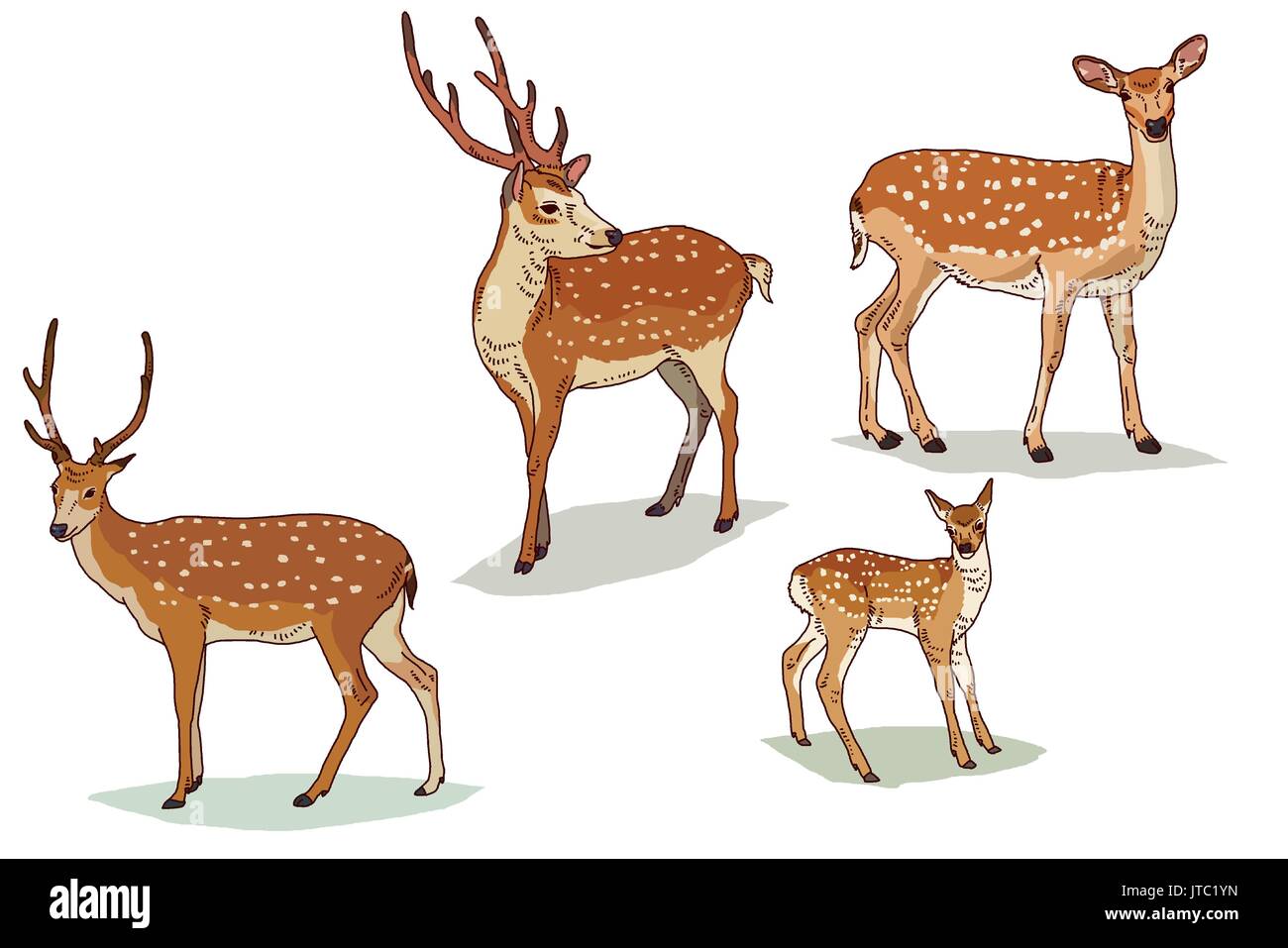 Mother deer and offspring Stock Vector Images - Alamy