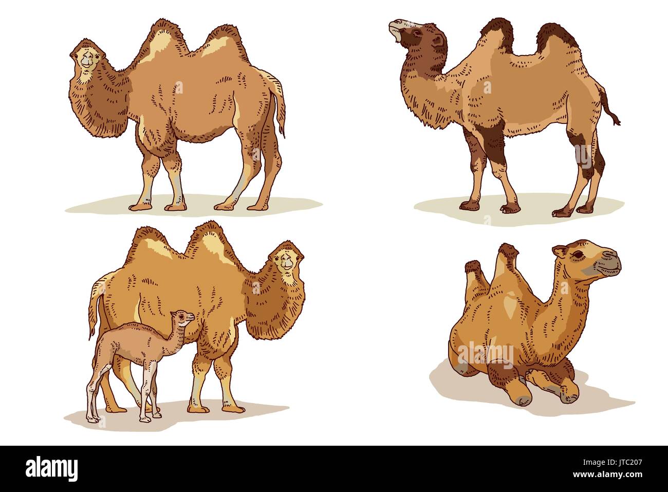 Hairy animals Stock Vector Images - Alamy