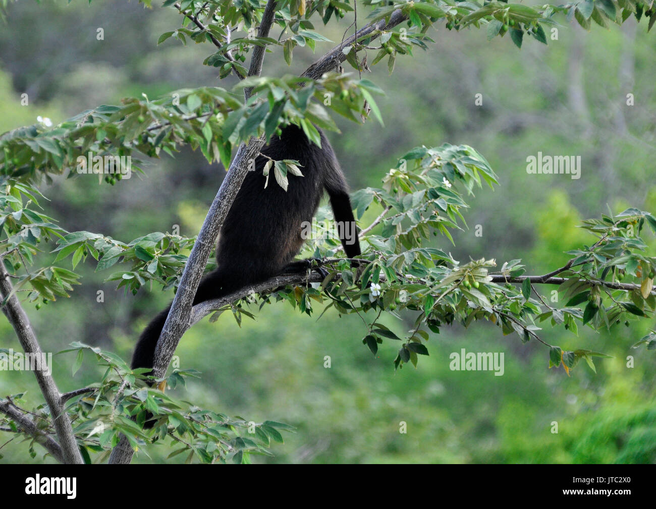 Congo rainforest animals hi-res stock photography and images - Alamy