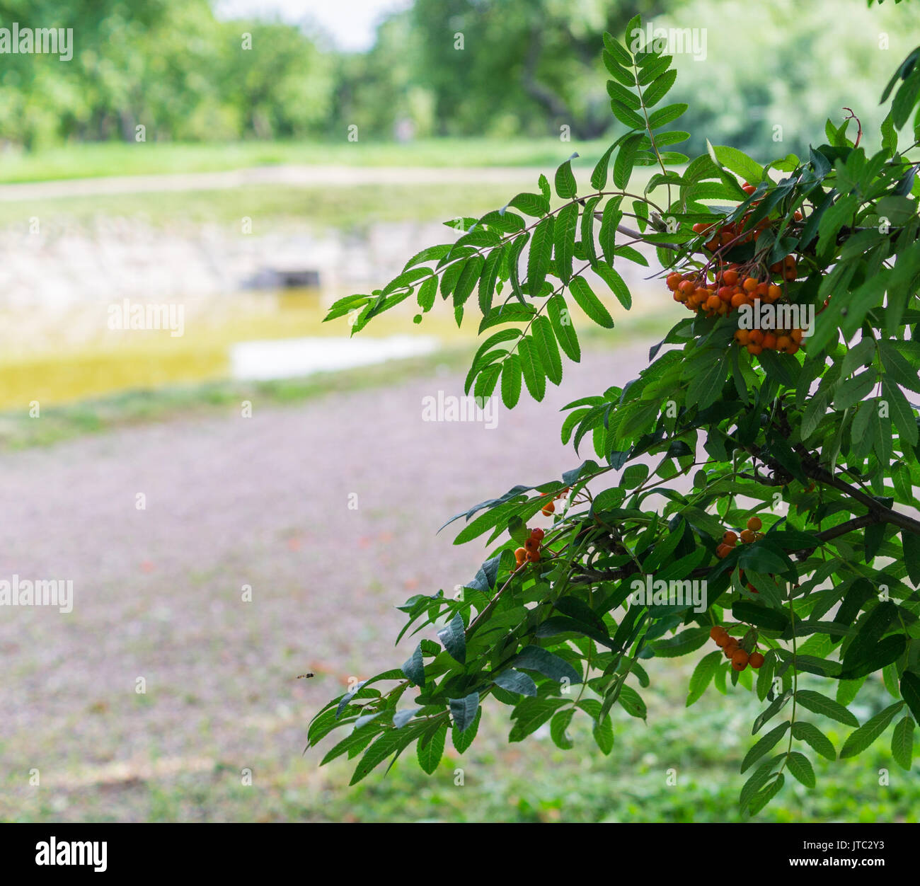 rowan in the summer park. background, nature Stock Photo - Alamy