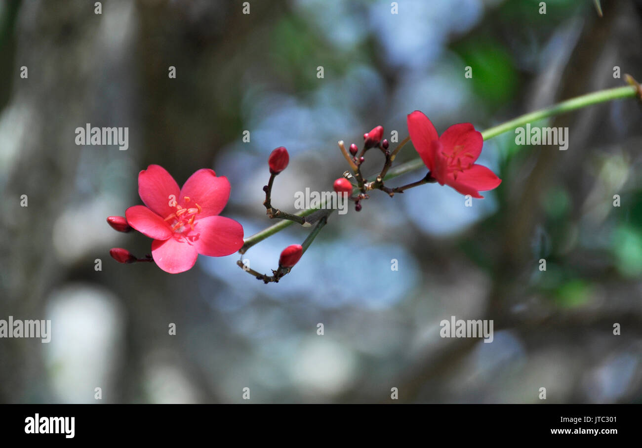 Little pink flowers Stock Photo - Alamy
