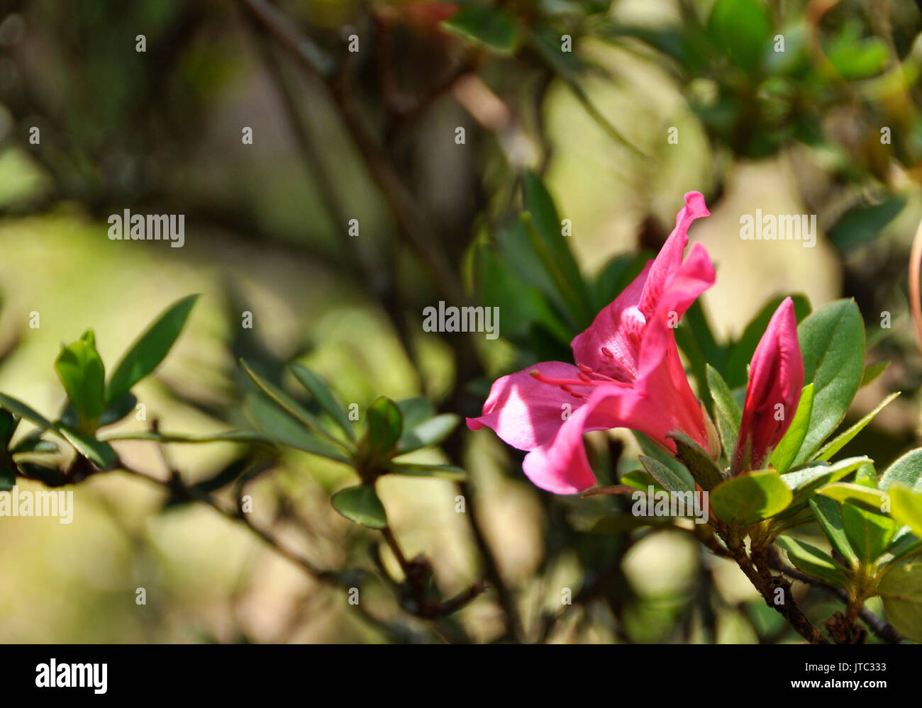 Pink textures hi-res stock photography and images - Alamy
