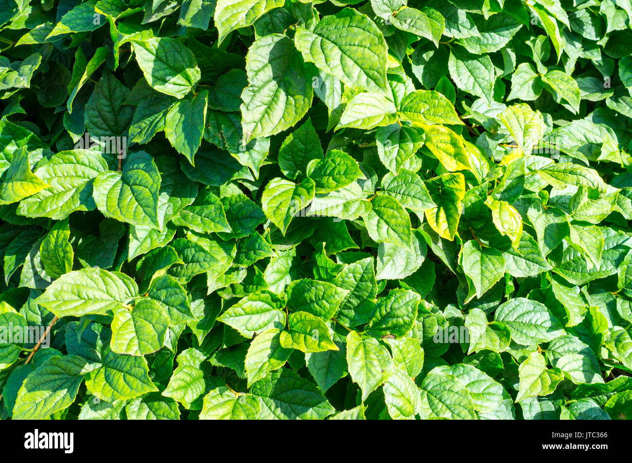 summer green leaves texture. background, nature Stock Photo - Alamy