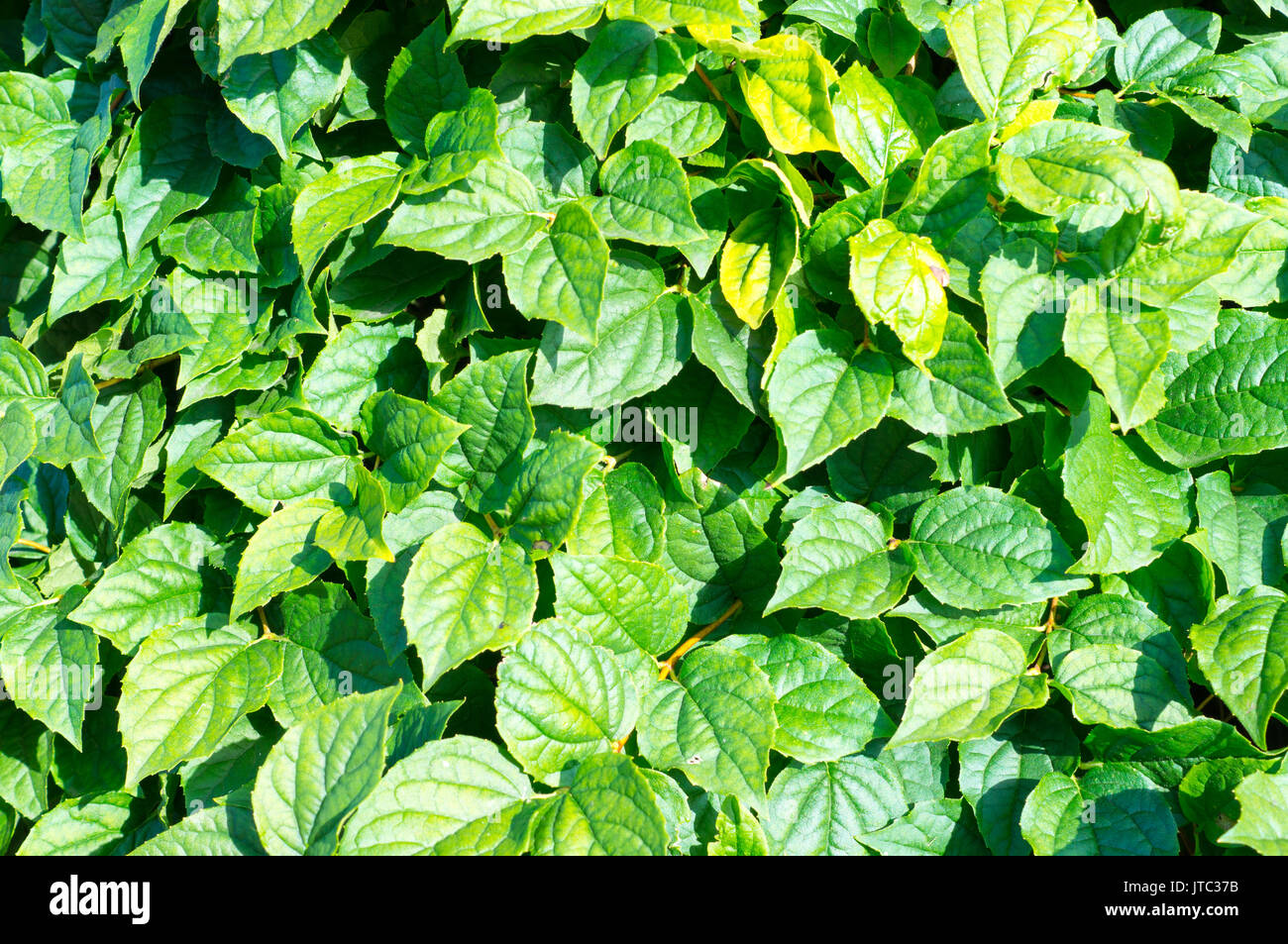 summer green leaves texture. background, nature Stock Photo - Alamy