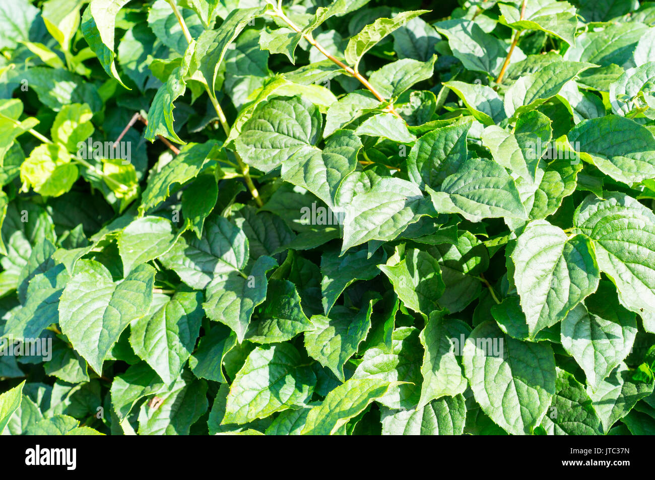 summer green leaves texture. background, nature Stock Photo - Alamy