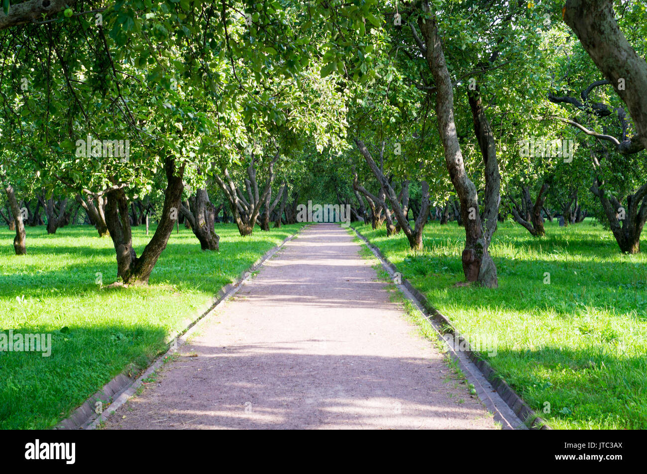 apple grove at sunny summer day. background, nature Stock Photo - Alamy