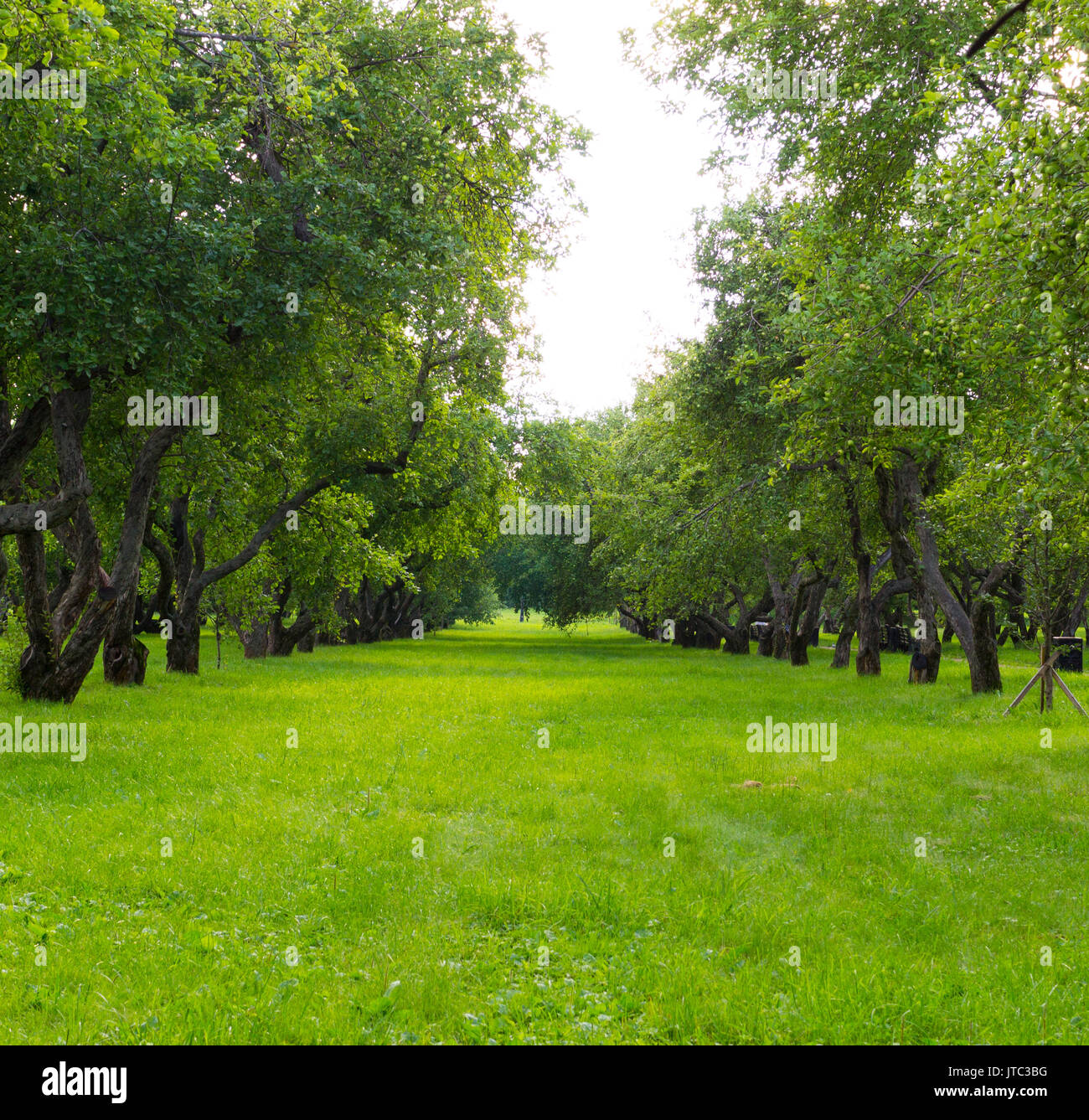 Apple Grove High Resolution Stock Photography and Images - Alamy