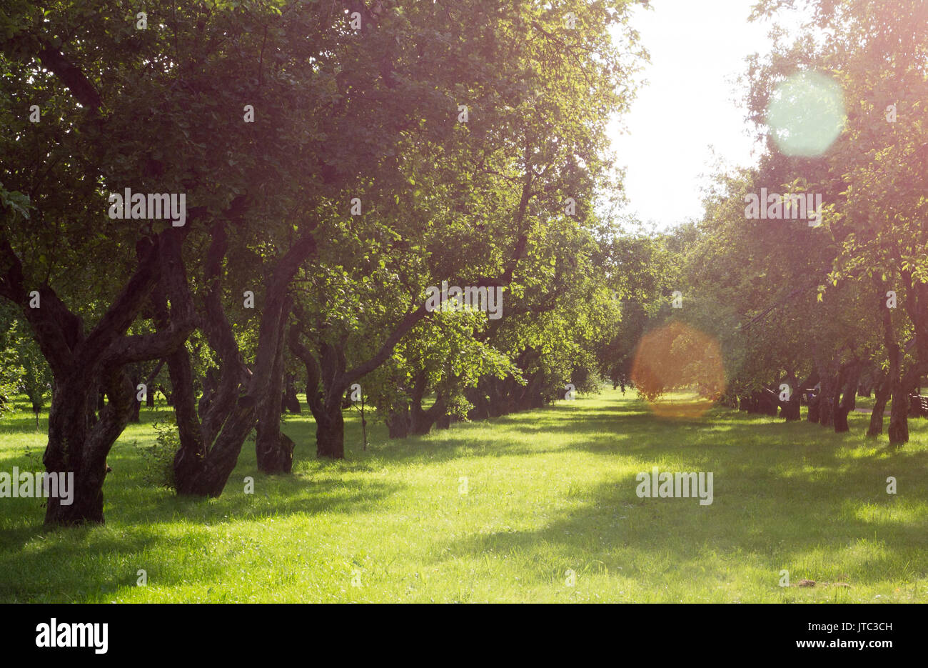 Apple Grove High Resolution Stock Photography and Images - Alamy