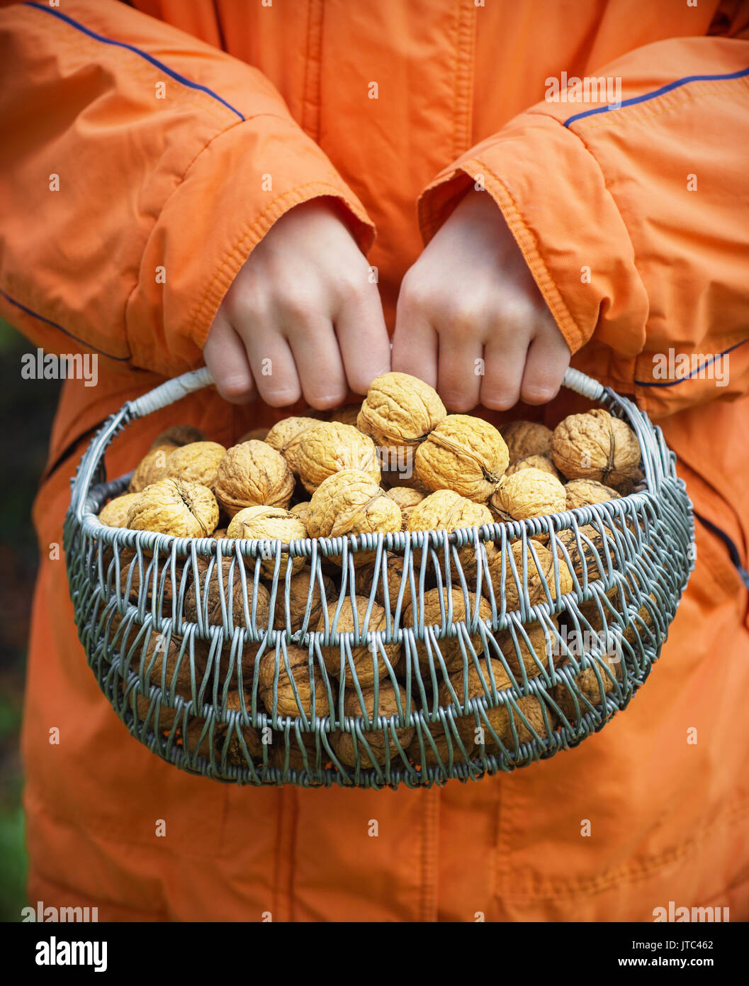 harvest basket of walnuts in the hands of a child Stock Photo - Alamy
