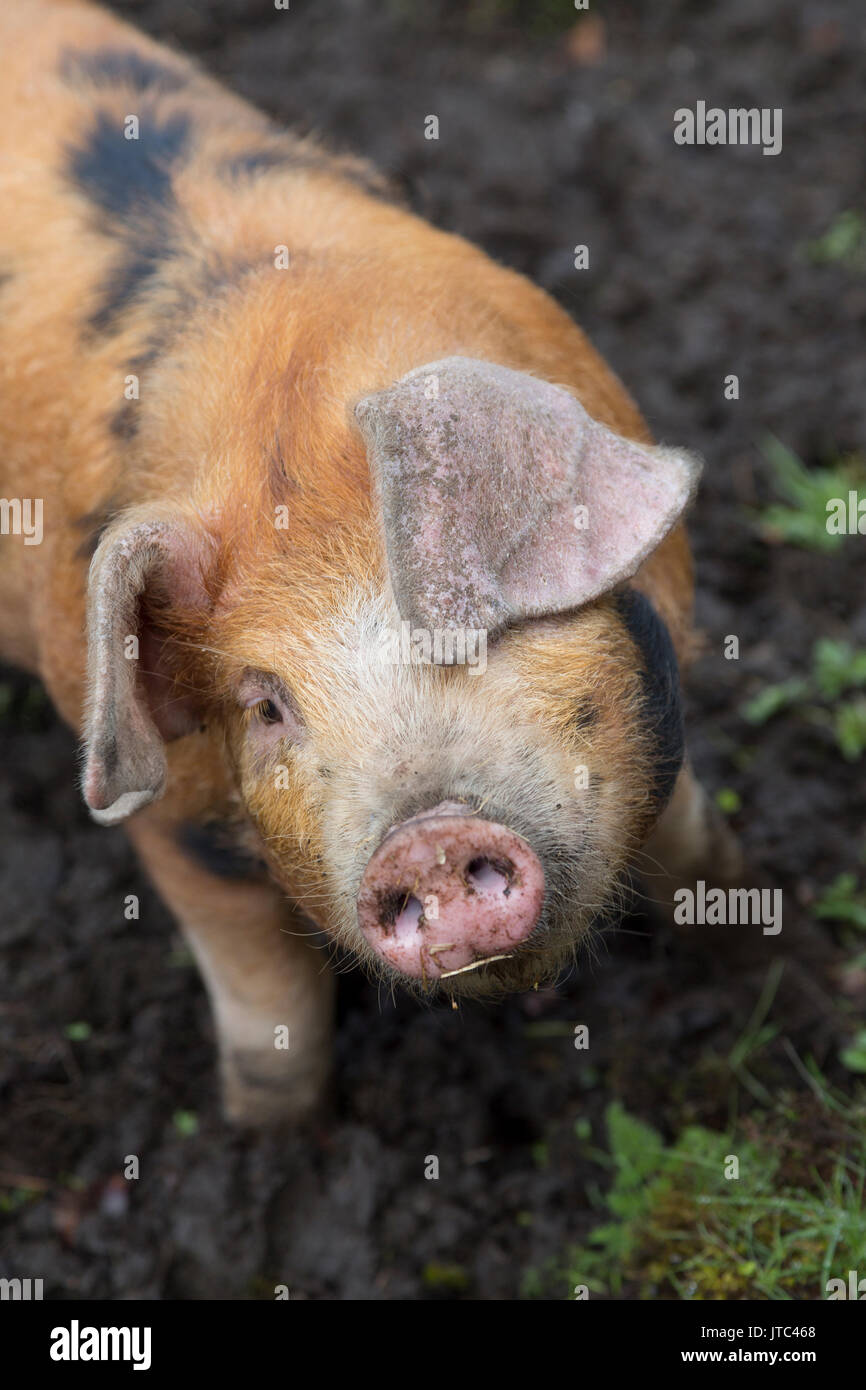 Old spots hi-res stock photography and images - Alamy