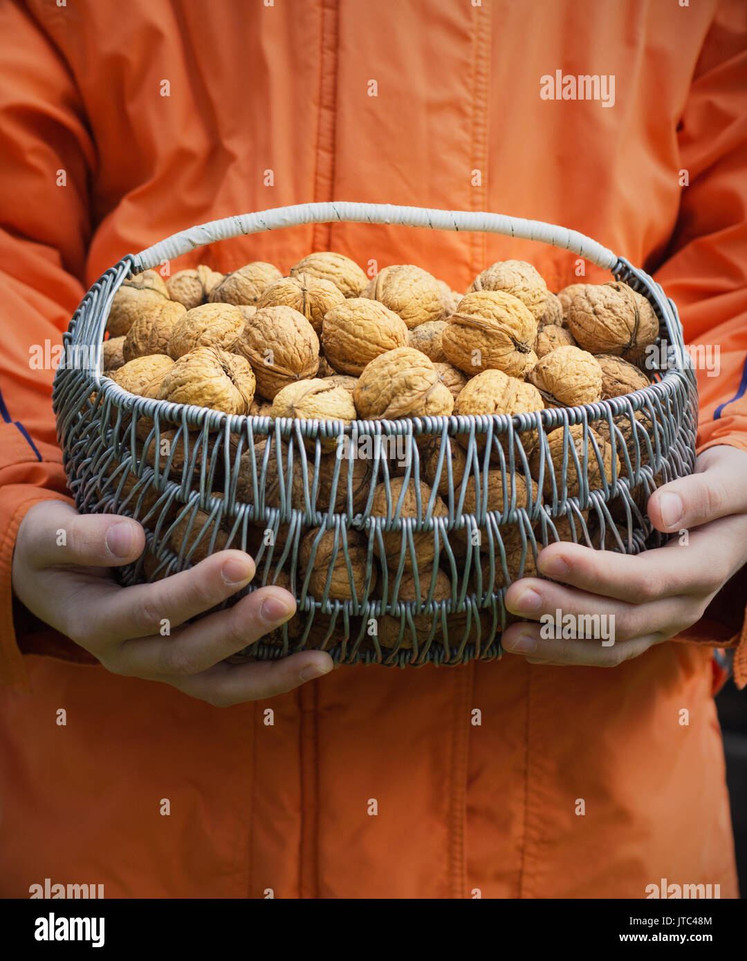 harvest basket of walnuts in the hands of a child Stock Photo - Alamy
