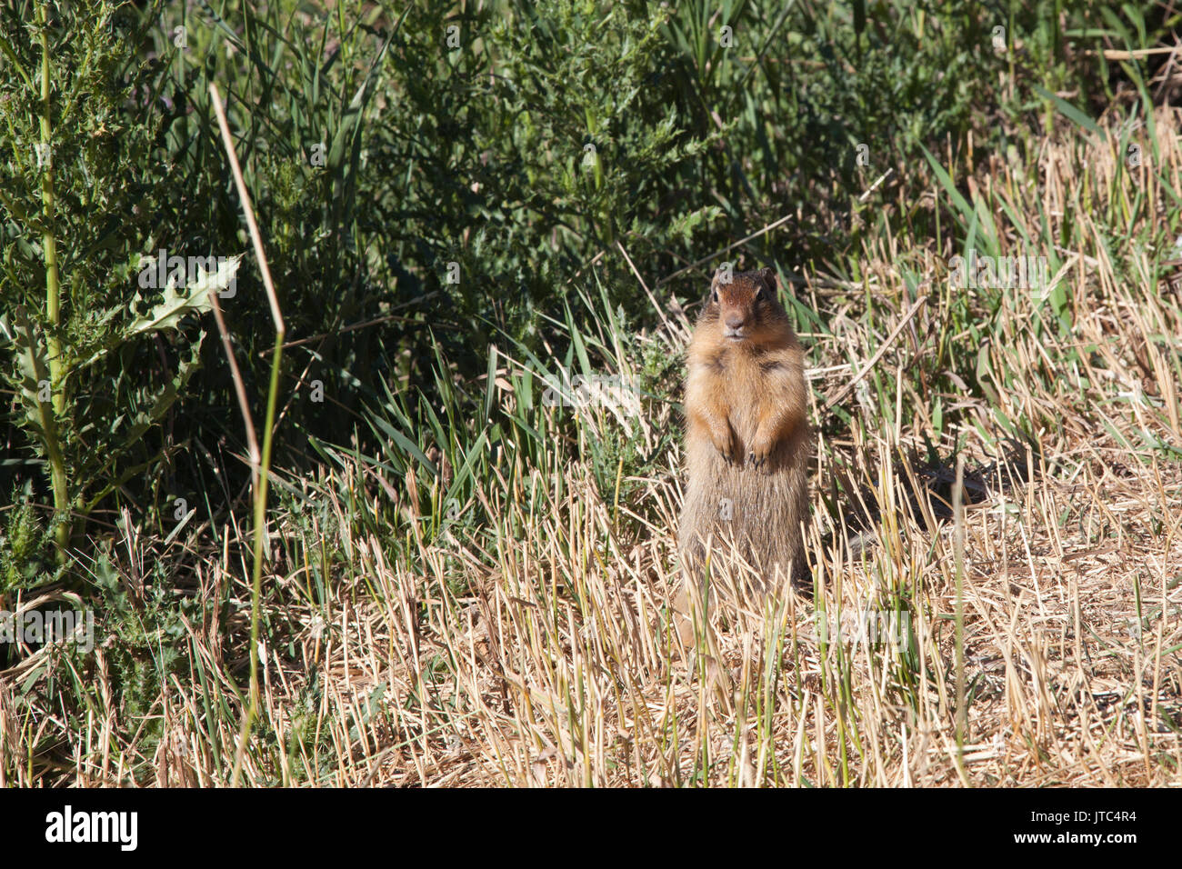 Prairie dog standing upright hi-res stock photography and images - Alamy