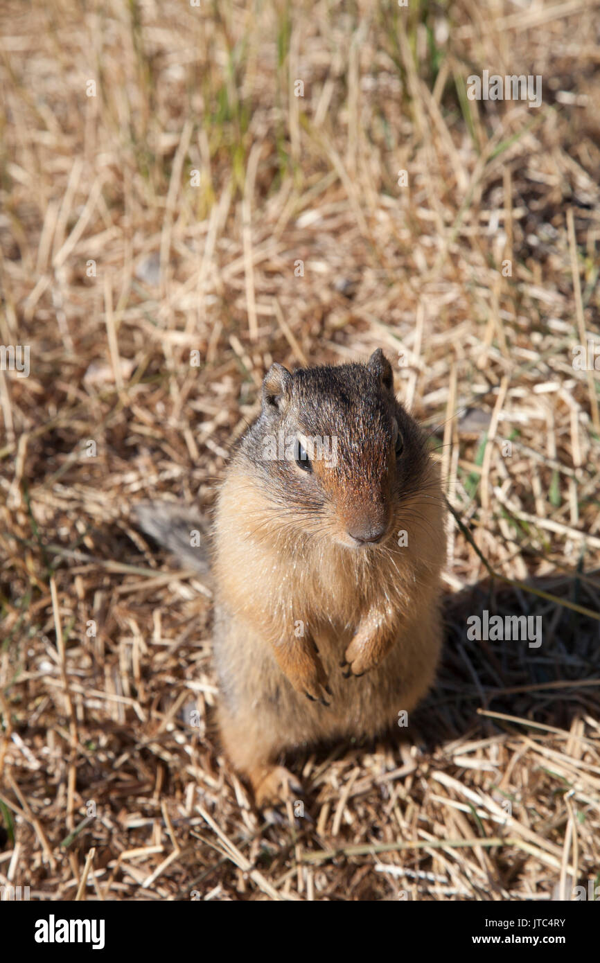 Prairie dog standing upright hi-res stock photography and images - Alamy